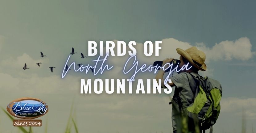 Birds of North Georgia Mountains: A Birdwatchers Guide | Blue Sky Cabin ...