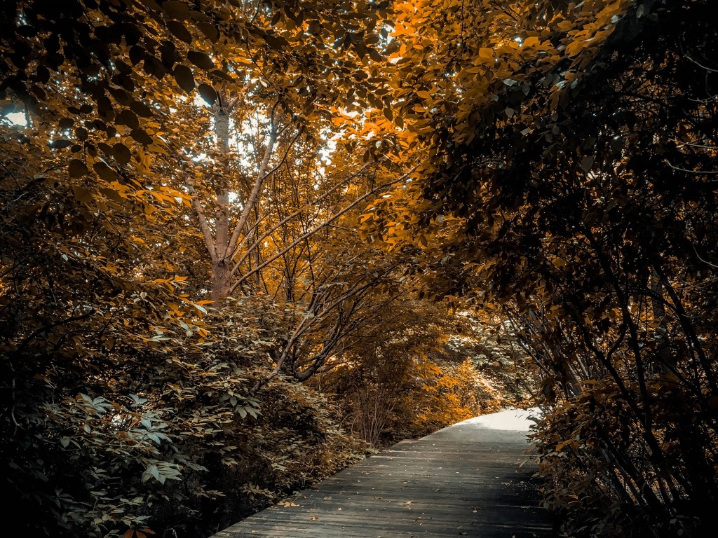 Attractions in North Georgia - A Must-See Blue Sky Cabin Rentals