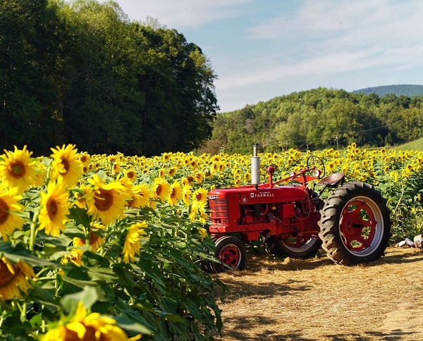 Fall Things To Do Around North Georgia | Blue Sky Cabin Rentals